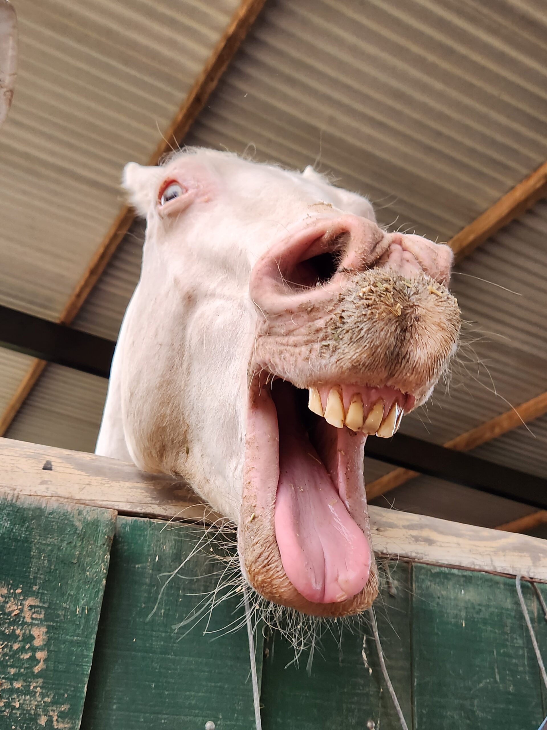 RDA SA Newsletter | Riding For The Disabled - S.A.