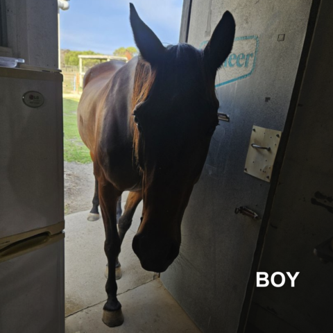 NEW | Donations | Riding For The Disabled - S.A.